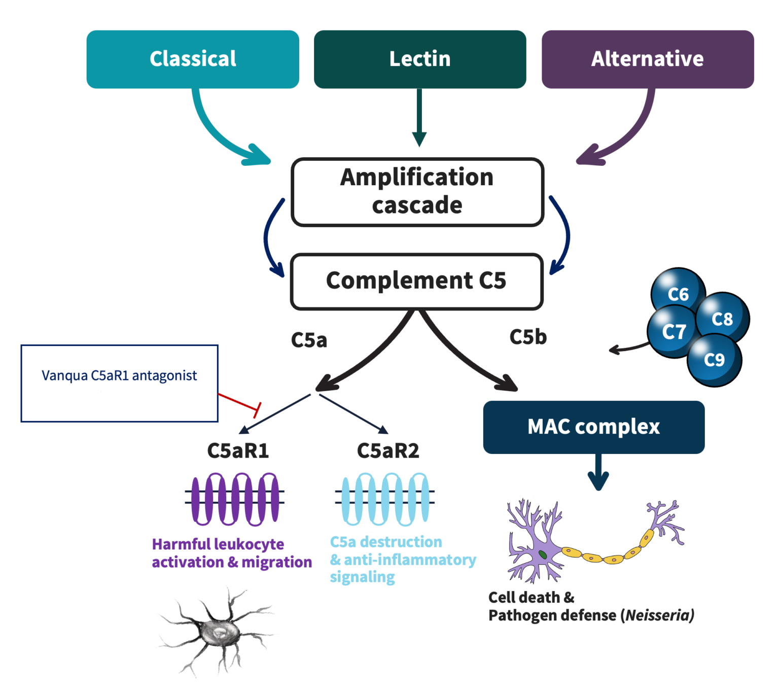 Science & Pipeline - Vanqua Bio